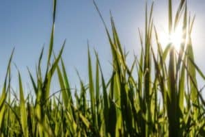 Is Grass A Producer Or A Consumer – What You Need To Know!